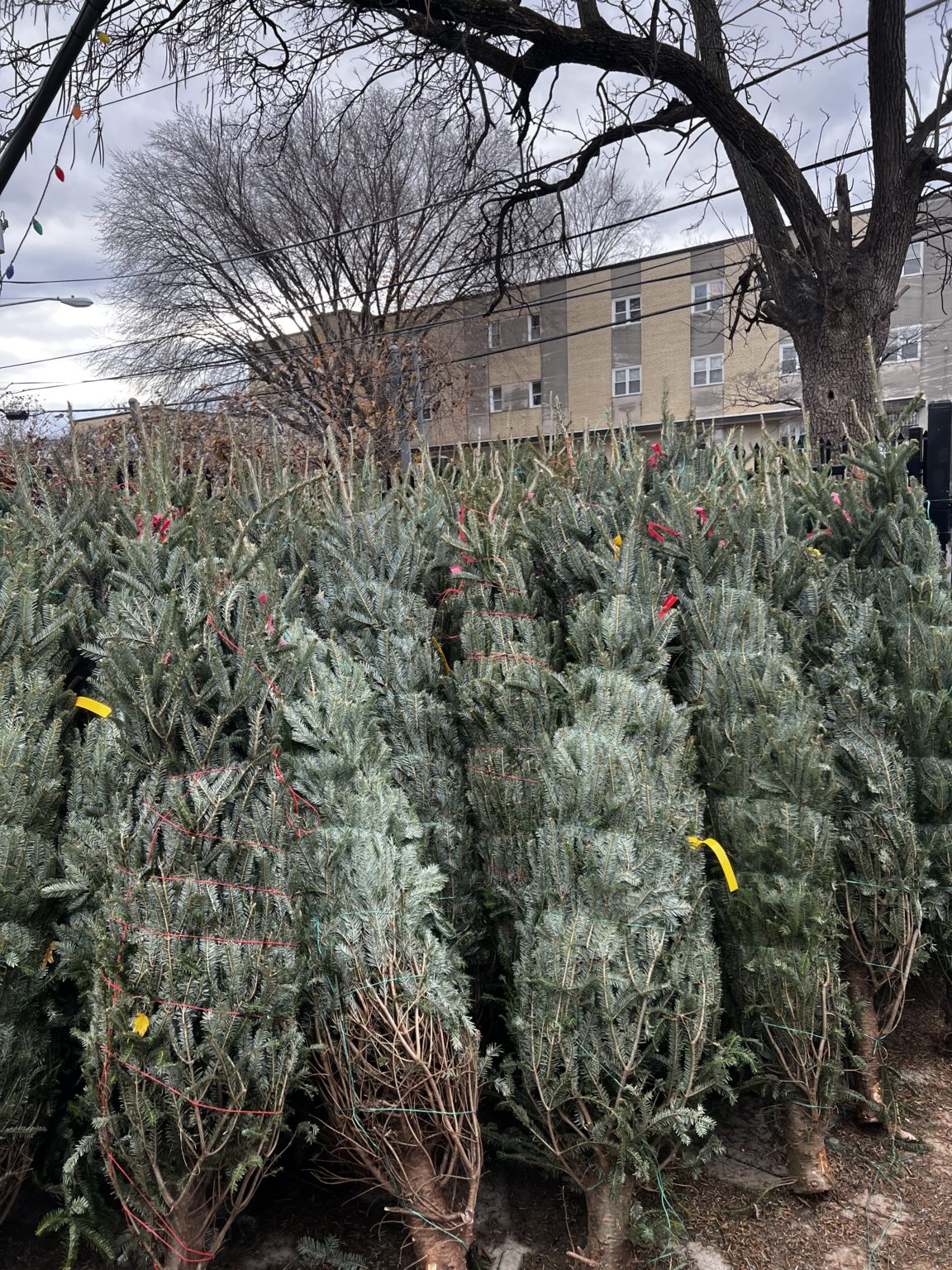 Christmas Trees - Annies Ace Hardware